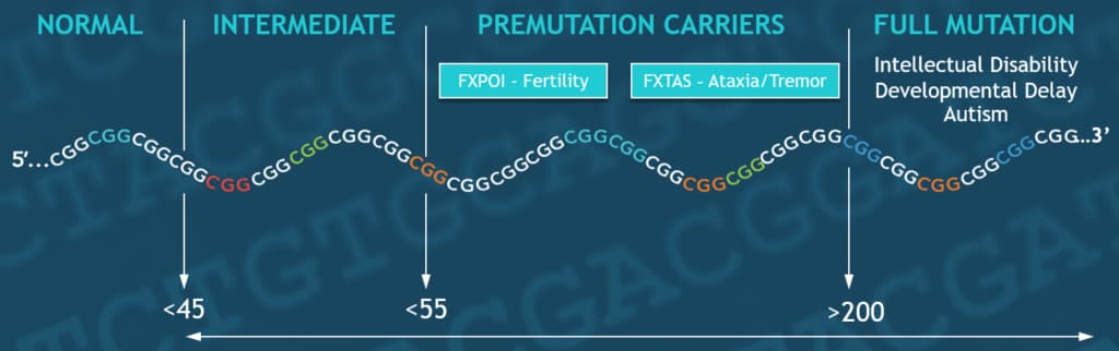 Fragile X Genetic Testing: Healthcare Provider Resources | Asuragen