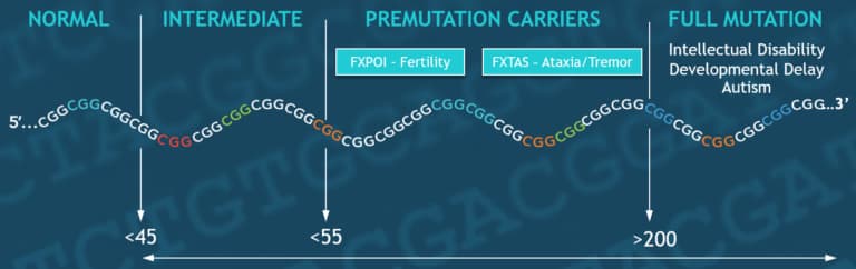 Fragile X Syndrome Testing | Resources for Patients and Family | Asuragen