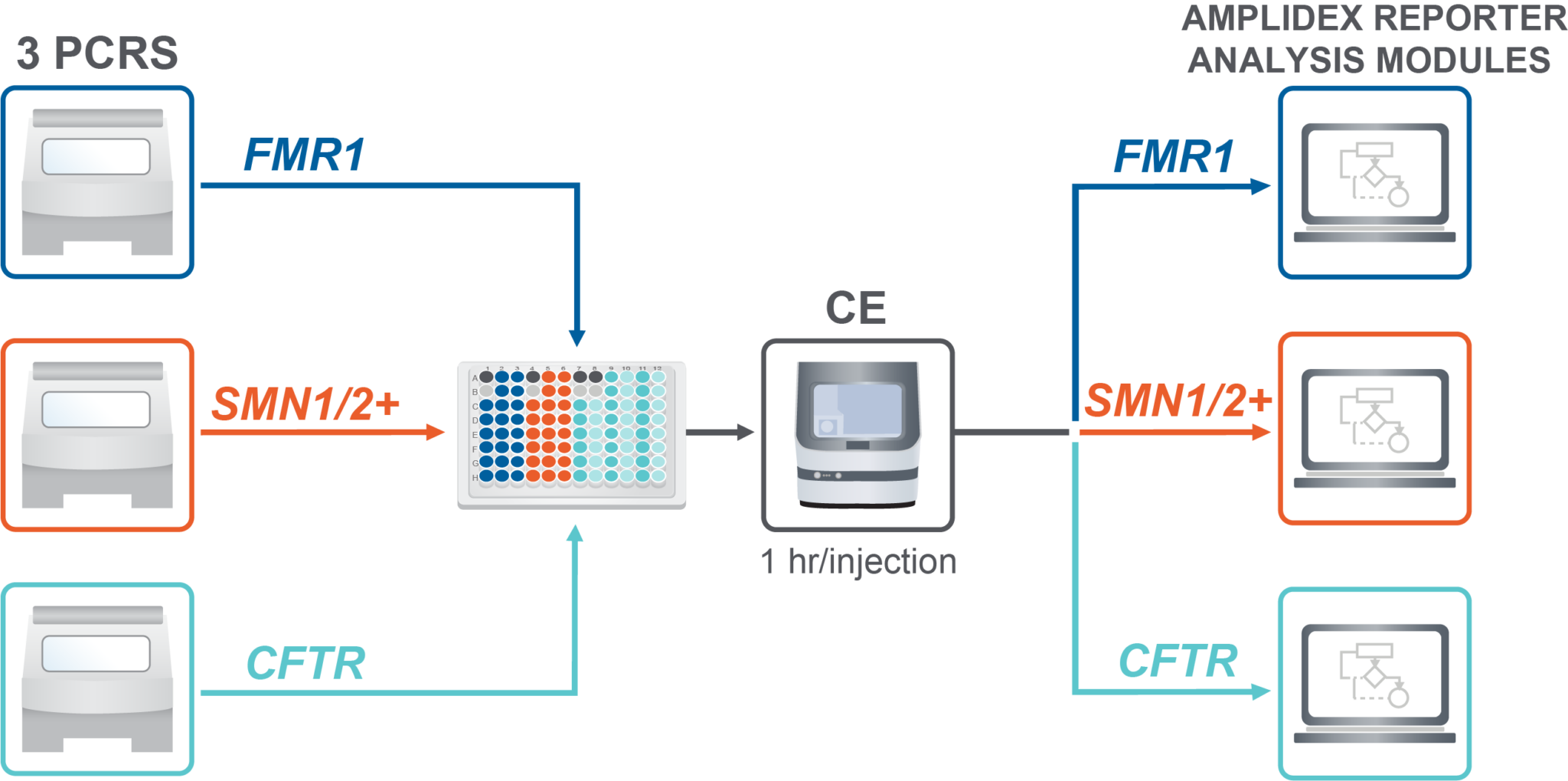 Analyze CFTR, SMN1/2 & FMR1 in one PCR workflow | Asuragen